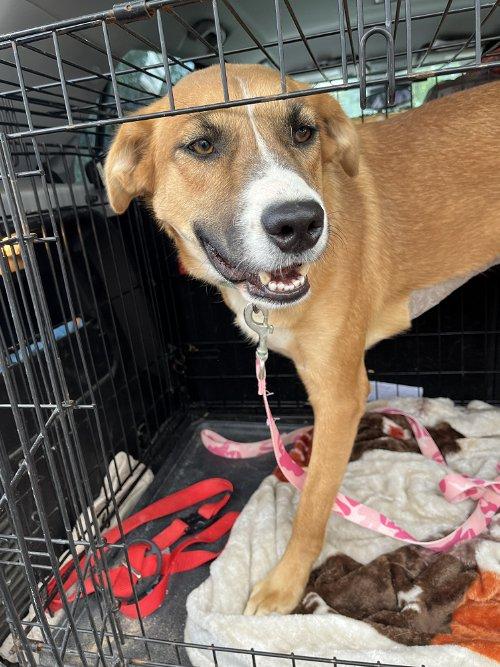 Adoptable Dogs & Puppies in Phoenix, AZ | Chewy.com