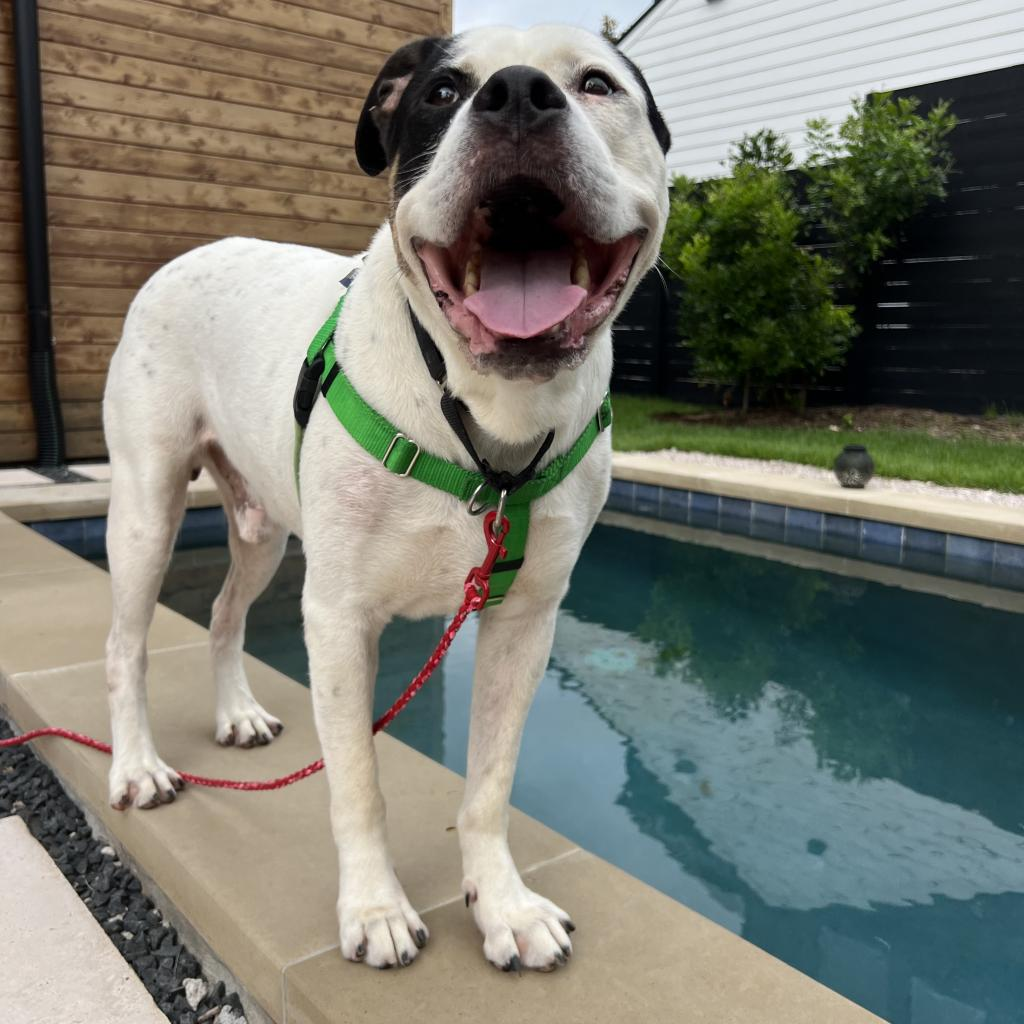 Adoptable Dogs & Puppies in Austin, TX | Chewy.com