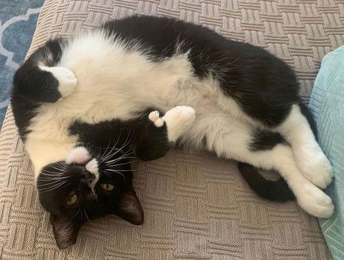 Adoptable Polydactyl Cats | Chewy.com