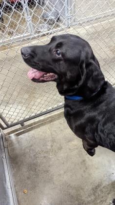 Adoptable Dogs & Puppies in Dubuque, IA | Chewy.com