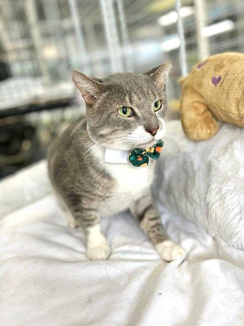 Adoptable Cats & Kittens in Boca Raton, FL | Chewy.com