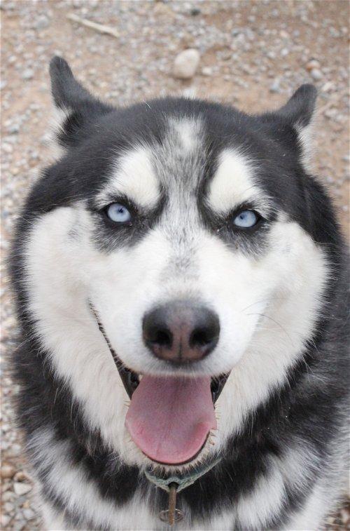 Adoptable Dogs & Puppies in Santa Fe, NM | Chewy.com