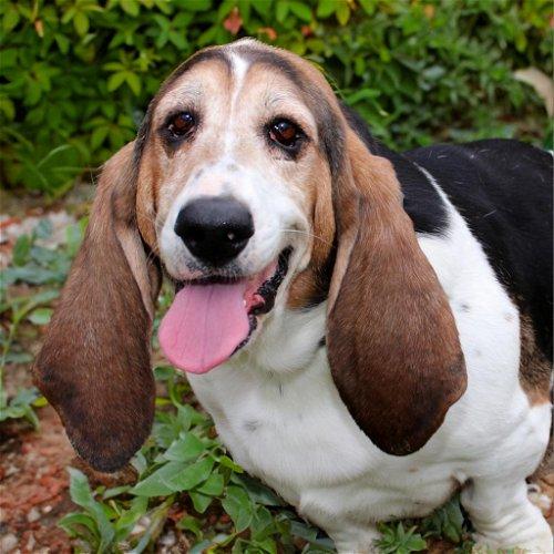 White Basset Hound Mix