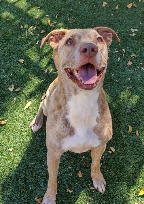 Rockwall Adoption Center | Rockwall, TX | Chewy