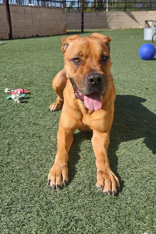 Rockwall Adoption Center | Rockwall, TX | Chewy