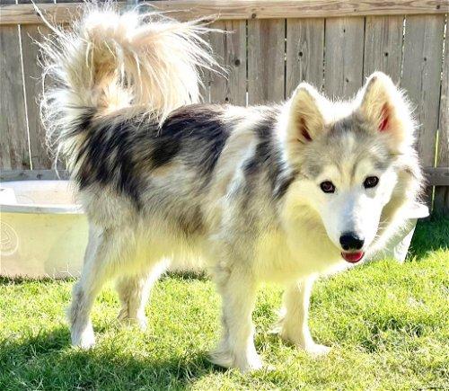 Yellow Lab Malamute Mix