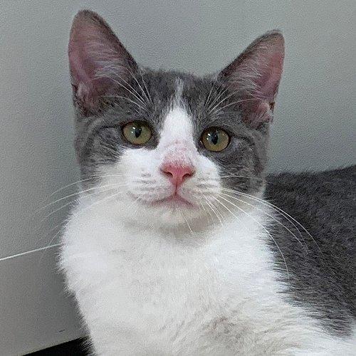 Adoptable Cats & Kittens in Augusta, GA | Chewy.com