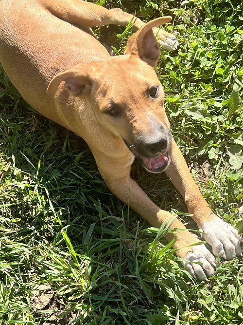 Adoptable Dogs & Puppies in Spokane, WA | Chewy.com