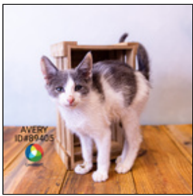 Adoptable Cats & Kittens in Augusta, GA | Chewy.com
