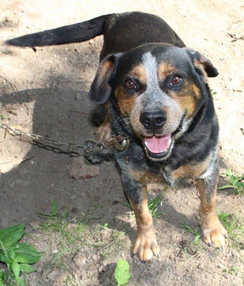 Adoptable Dogs & Puppies in Lexington, KY | Chewy.com