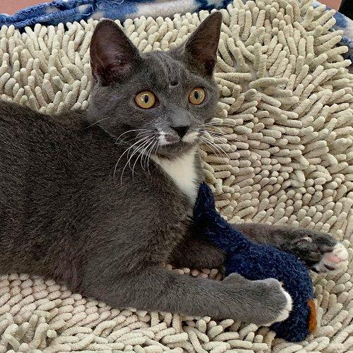 Adoptable Cats & Kittens in Augusta, GA | Chewy.com