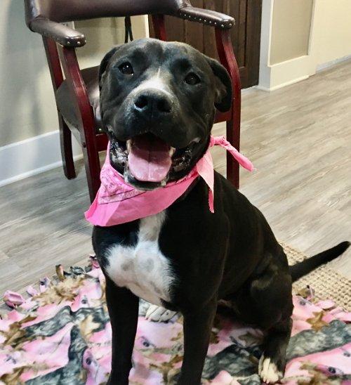Adoptable Dogs & Puppies in Boise, ID | Chewy.com