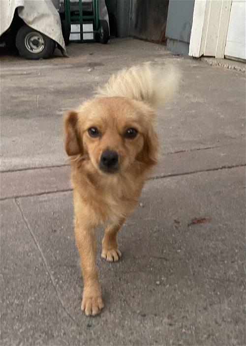 Beagle Pomeranian Mix Puppies