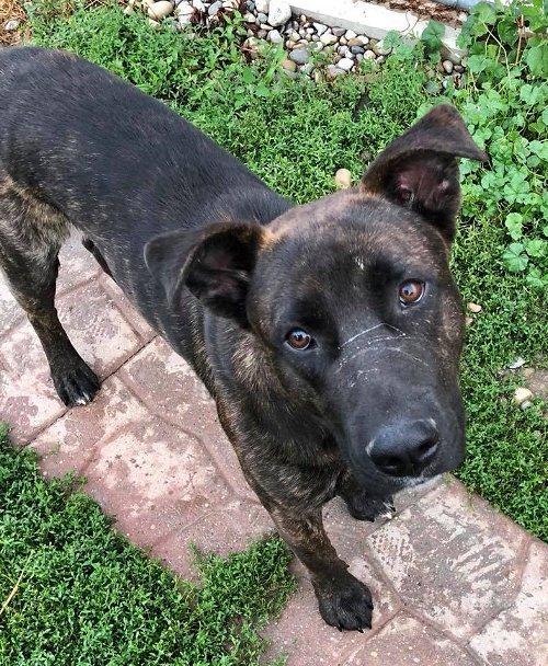 Adoptable Dogs & Puppies in Toledo, OH | Chewy.com