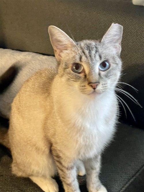 Lynx Point Siamese Snowshoe