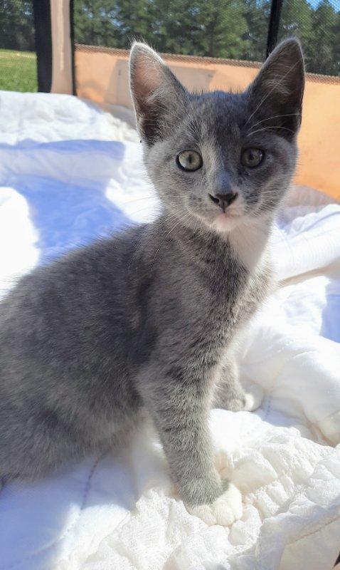 Adoptable Cats & Kittens in Savannah, GA | Chewy.com