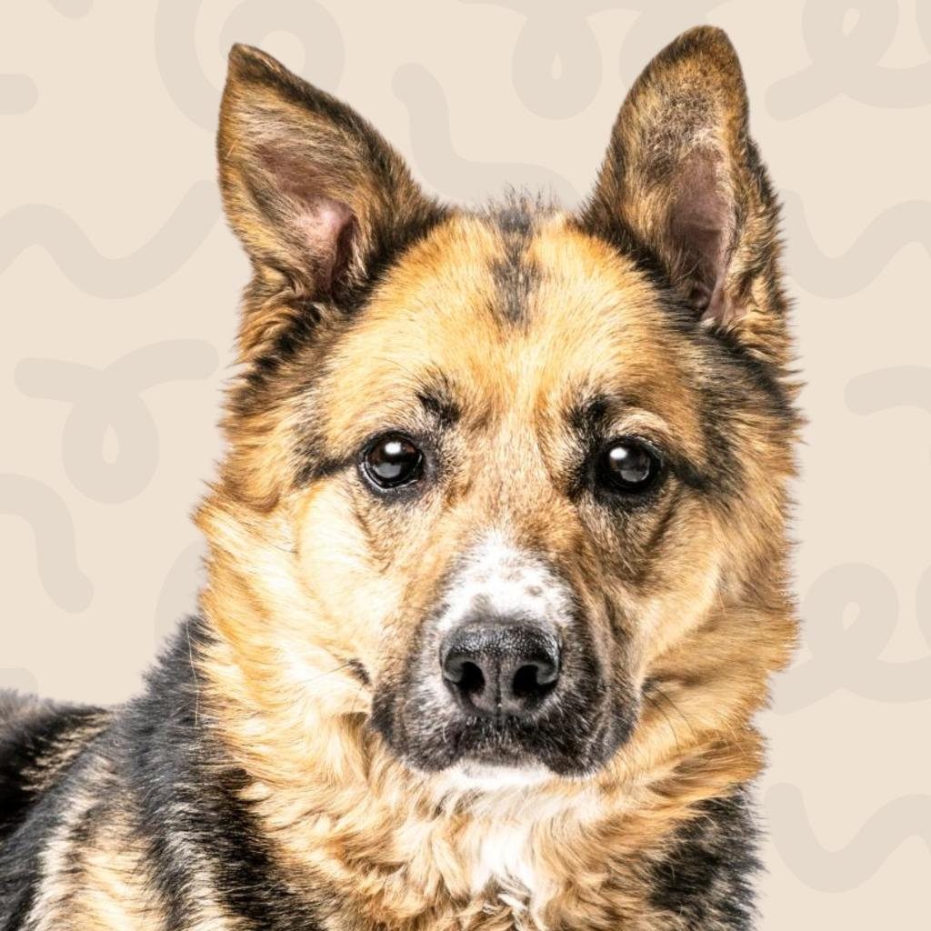Adoptable Dogs & Puppies in Reno, NV | Chewy.com