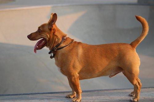 Adoptable Corgi Dogs | Chewy.com