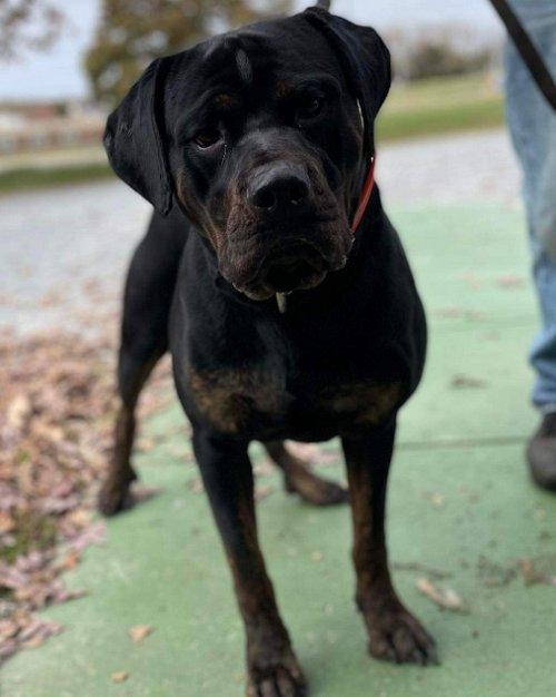 Are There All Black Rottweilers