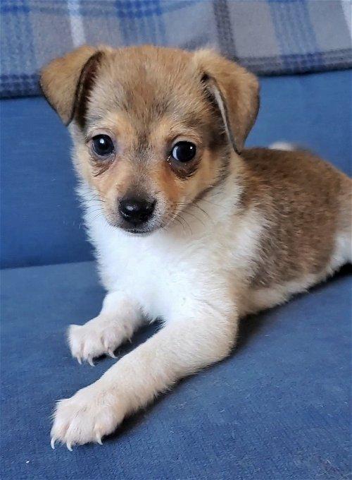 Beagle Pomeranian Mix Puppies