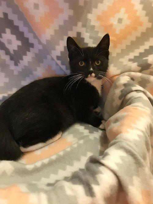 Adoptable Cats & Kittens in Syracuse, NY | Chewy.com
