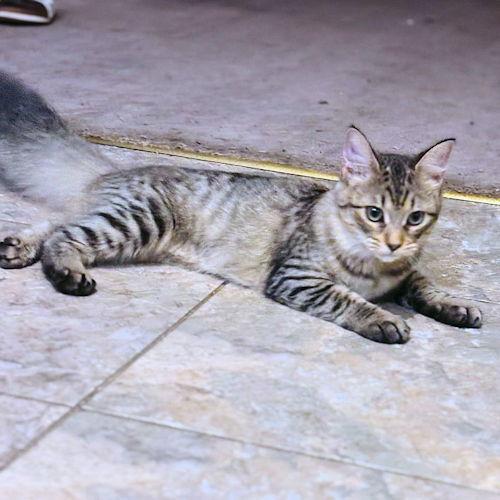 Adoptable Cats & Kittens in Greenville, SC | Chewy.com