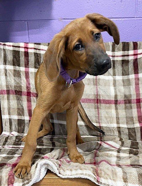 Rhodesian Ridgeback Coonhound Mix