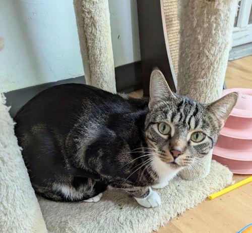 Adoptable Polydactyl Cats | Chewy.com