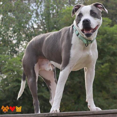 Adoptable Dogs & Puppies in Pittsburgh, PA | Chewy.com