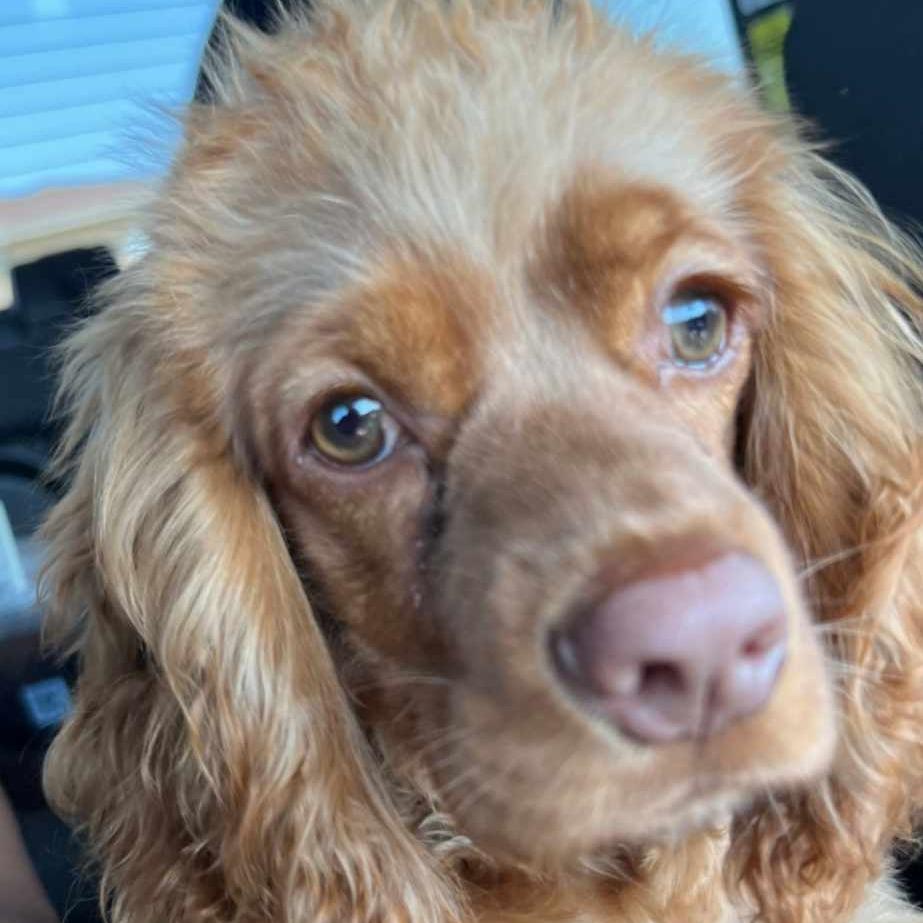 Adoptable Cocker Spaniel Dogs | Chewy.com