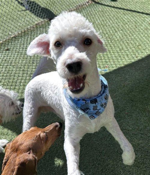 Adoptable Poodle Dogs | Chewy.com