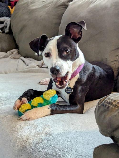 Adoptable Dogs & Puppies in Cincinnati, OH | Chewy.com