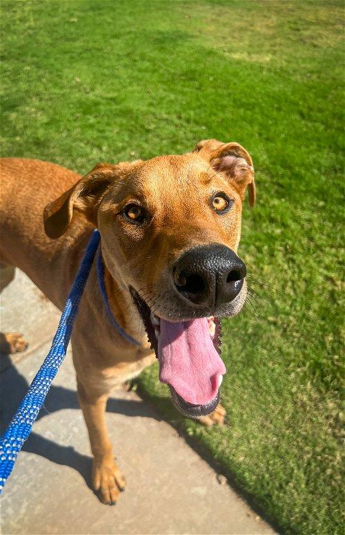 Rhodesian Ridgeback Mix Puppy