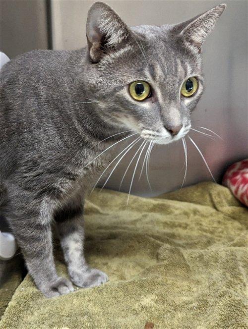 Adoptable Cats & Kittens in Gainesville, FL | Chewy.com