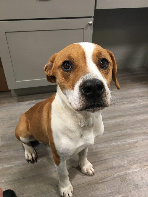 Adoptable Dogs & Puppies in Boise, ID | Chewy.com