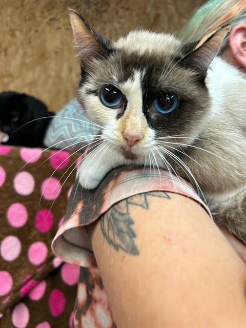 Adoptable Snowshoe Cats | Chewy.com
