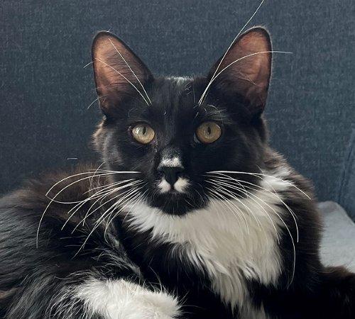 Adoptable Cats & Kittens in Santa Cruz, CA | Chewy.com