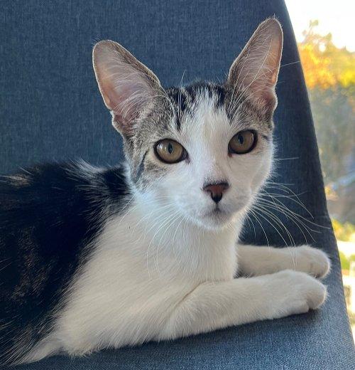 Adoptable Cats & Kittens in Santa Cruz, CA | Chewy.com