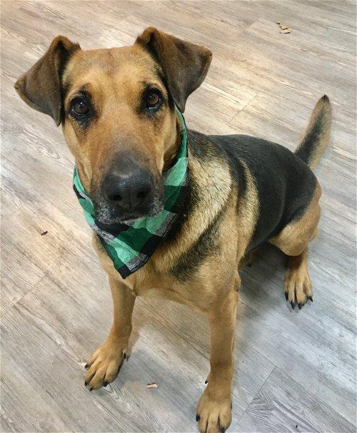 Adoptable Dogs & Puppies in Boise, ID | Chewy.com