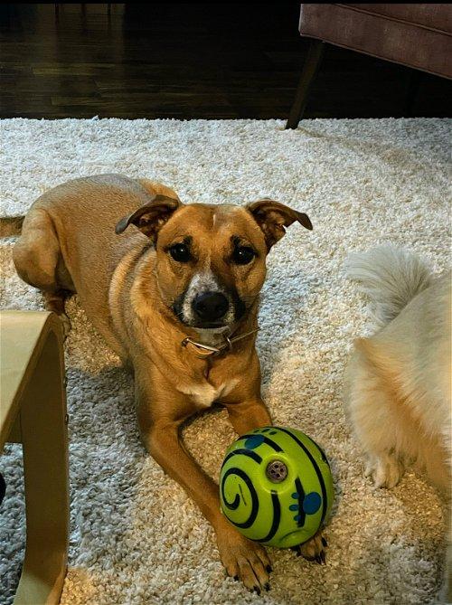 Adoptable Dogs & Puppies in Dallas, TX | Chewy.com