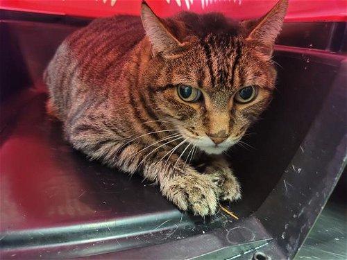 Adoptable Cats & Kittens in Seattle, WA | Chewy.com