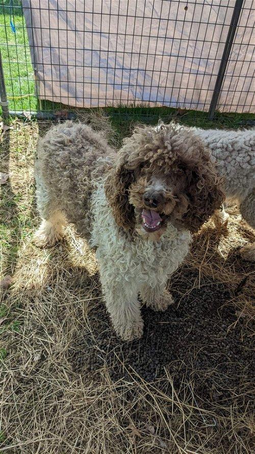 Adoptable Poodle Dogs | Chewy.com