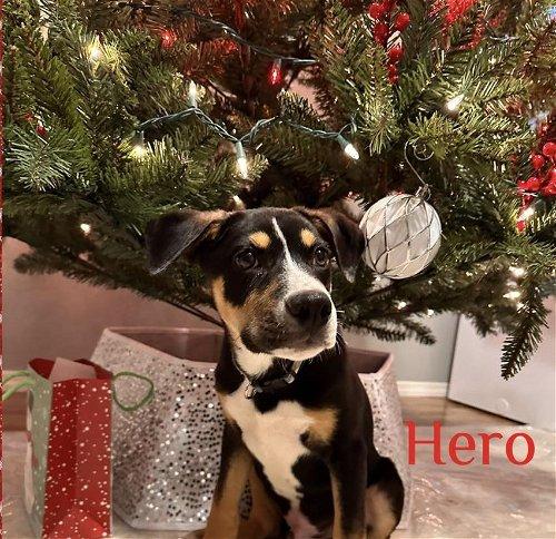 Adoptable Dogs & Puppies in Columbus, OH | Chewy.com