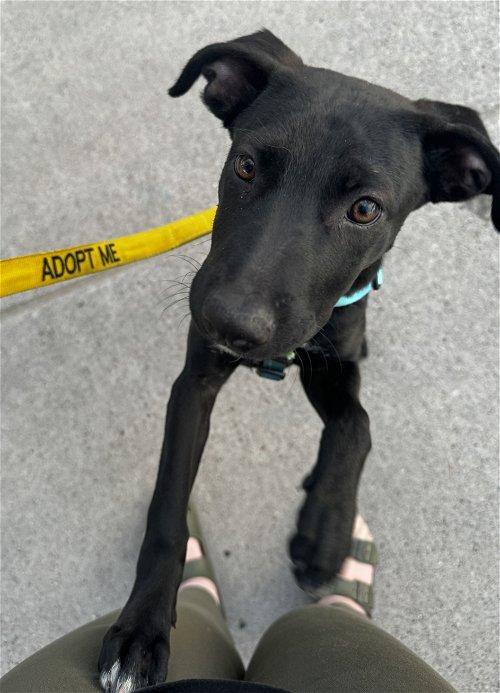 Adoptable Dogs & Puppies in Peoria, AZ | Chewy.com