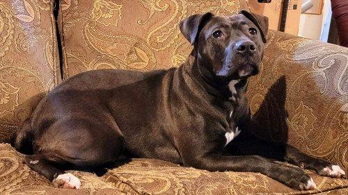 Adoptable Dogs & Puppies in Lansing, MI | Chewy.com