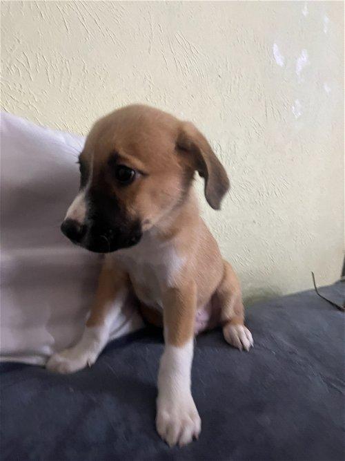 Adoptable Dogs & Puppies in Dallas, TX | Chewy.com